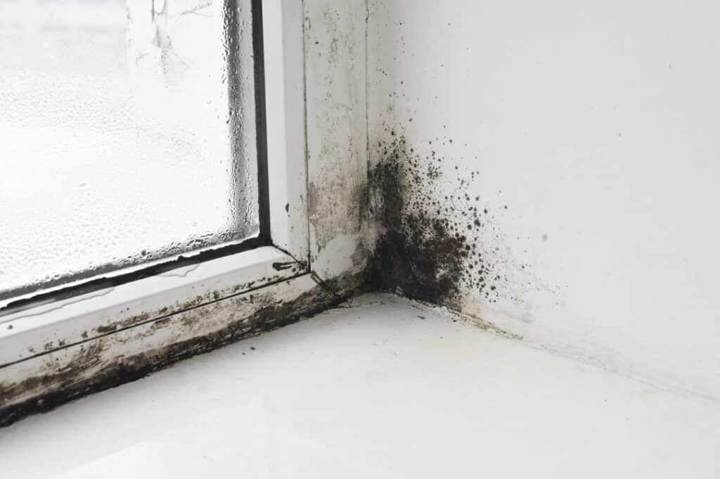 Early Warning Signs of Mold Exposure: Protecting Your Family’s Health ...